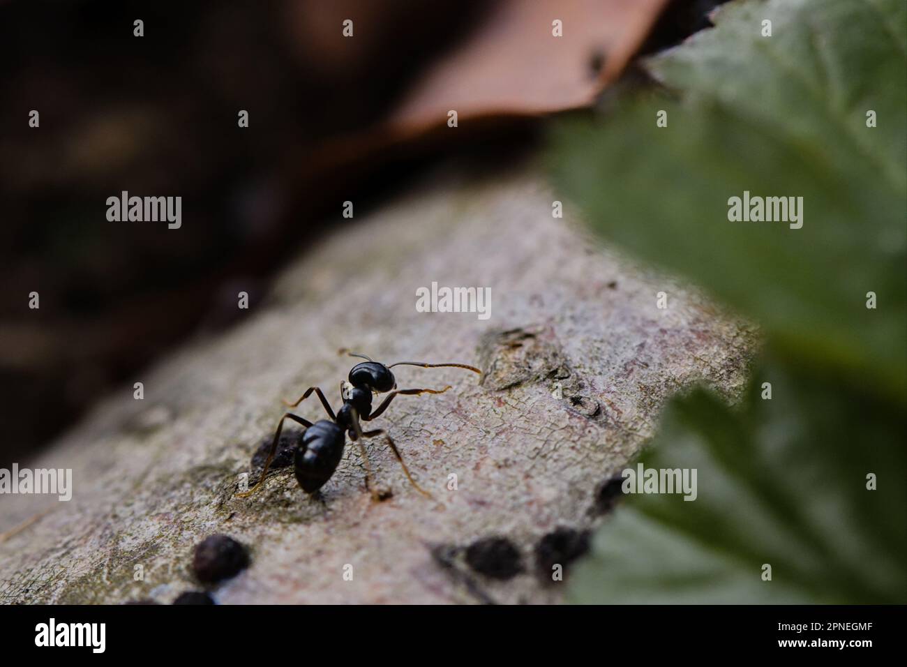 Lots of black ants walking on an old tree trunk in the forest Stock ...