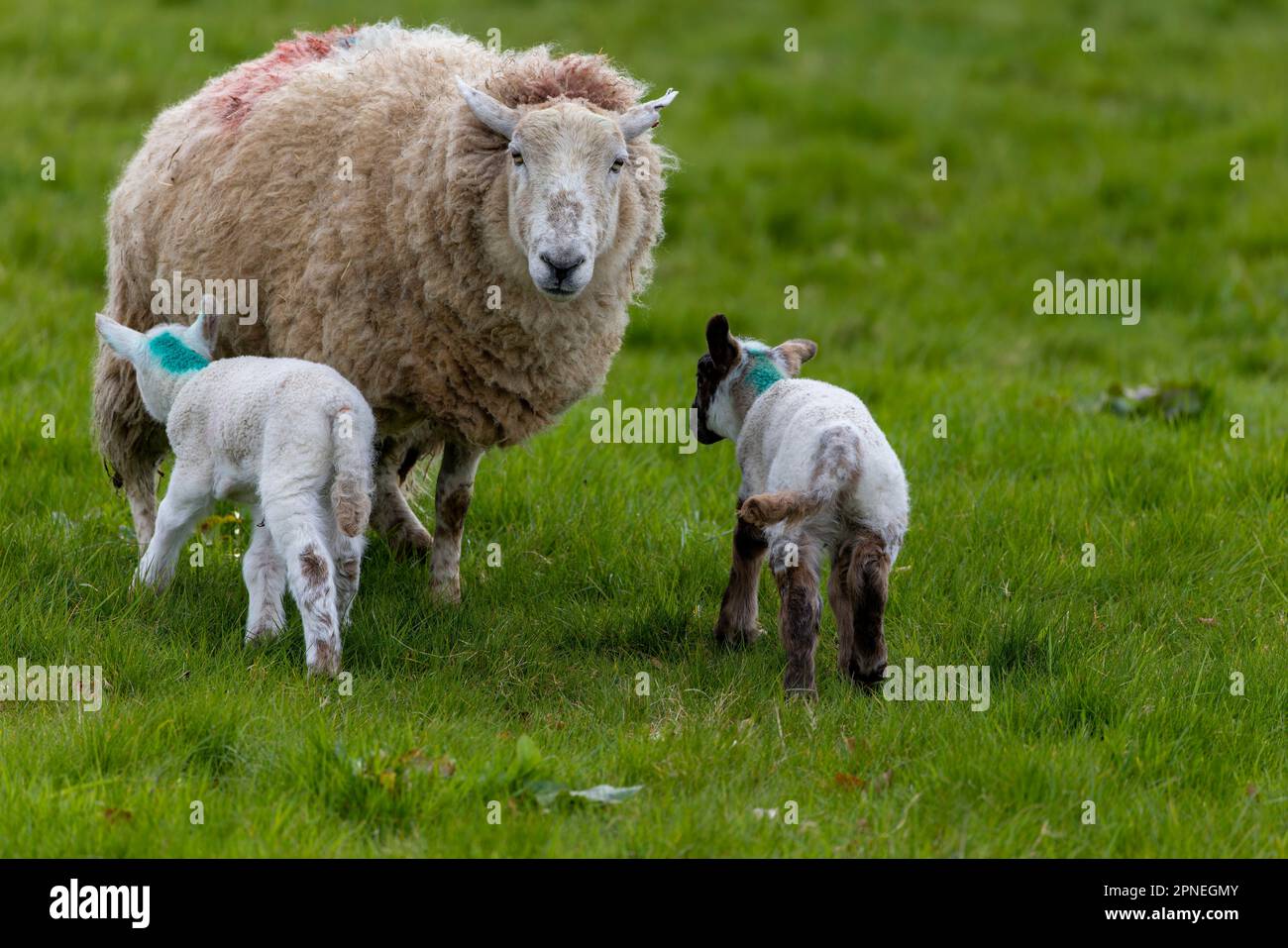 Ewe with twin lambs running in field. Young baby sheep with mother during Spring, isolated ...