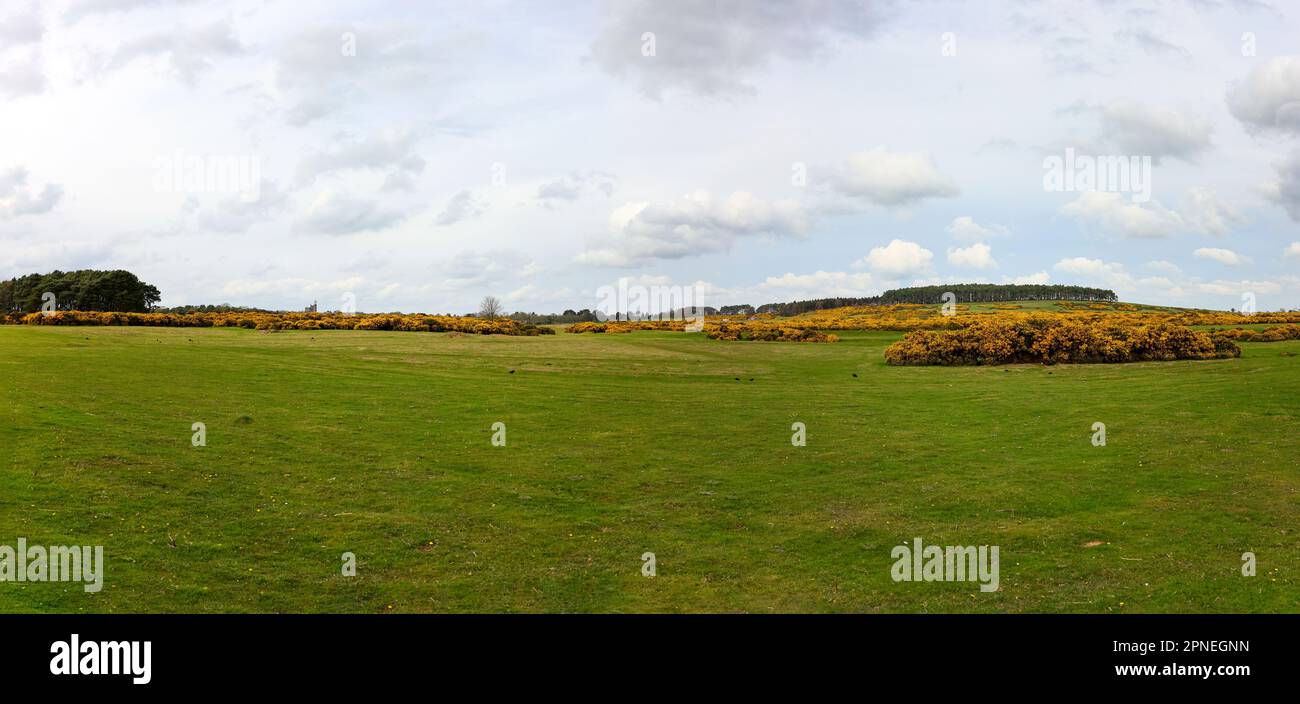 The curragh grass hi-res stock photography and images - Alamy