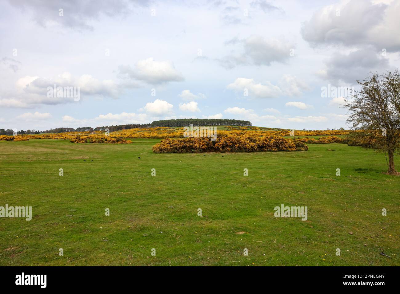 Curragh plains, County Kildare, Ireland. Rolling green grassland with ...