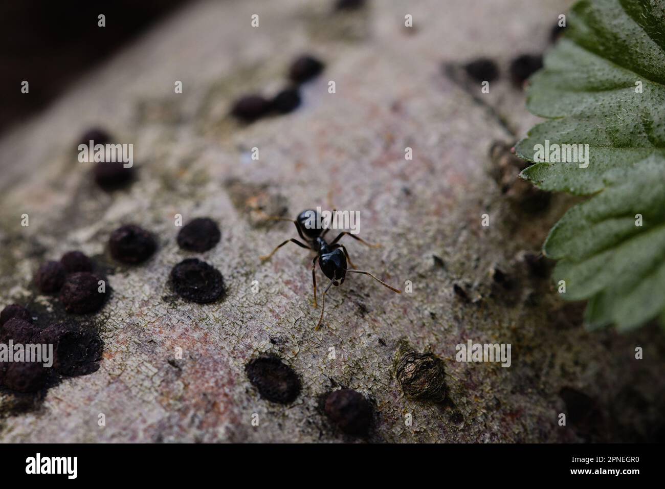 Lots of black ants walking on an old tree trunk in the forest Stock ...