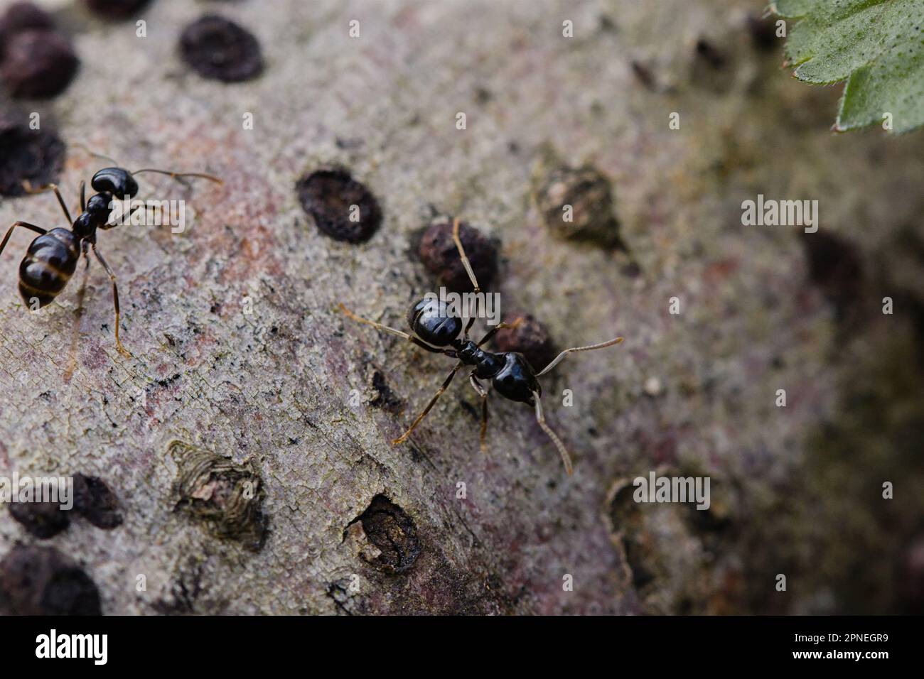 Lots of black ants walking on an old tree trunk in the forest Stock ...
