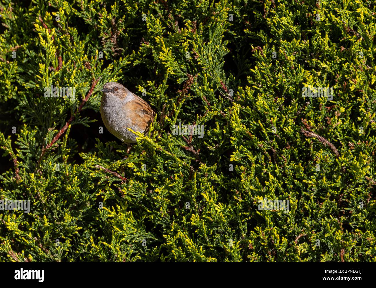 Dunnock bird "Prunella modularis" peeps out from conifer tree. Dark ...
