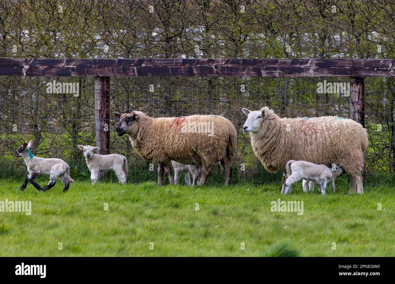 Cute baby Spring lambs with female sheep or ewes in field. Playful ...