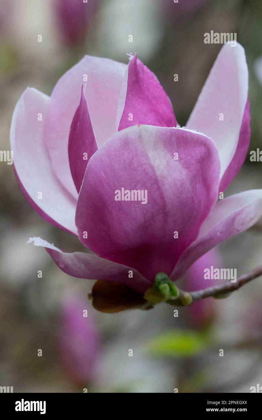 Magnolia, Bloom, Purple, Saucer Magnolia, Magnolia x soulangeana Lennei ...