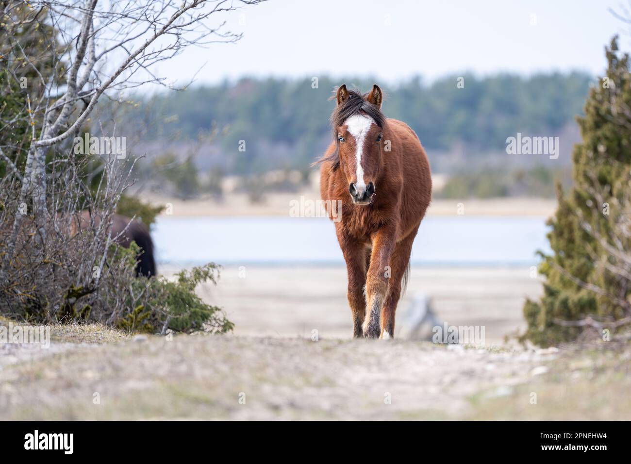 Estonian native horse (Estonian Klepper) walking in the coastal meadow ...