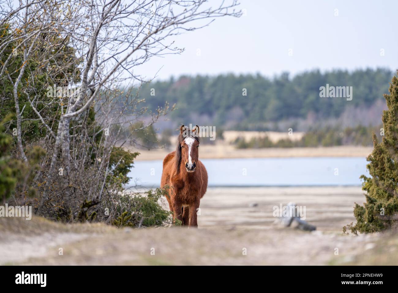 Estonian native horse (Estonian Klepper) walking in the coastal meadow ...