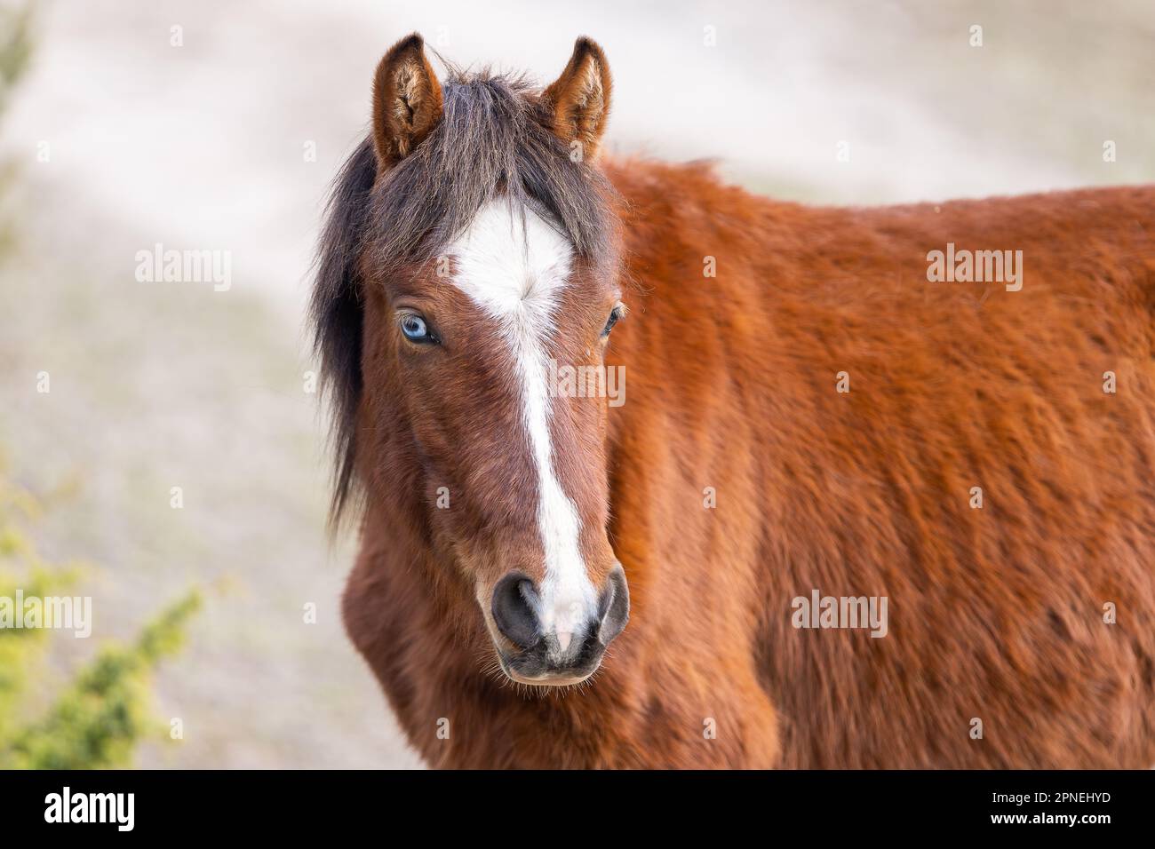 Estonian native horse (Estonian Klepper) walking in the coastal meadow ...