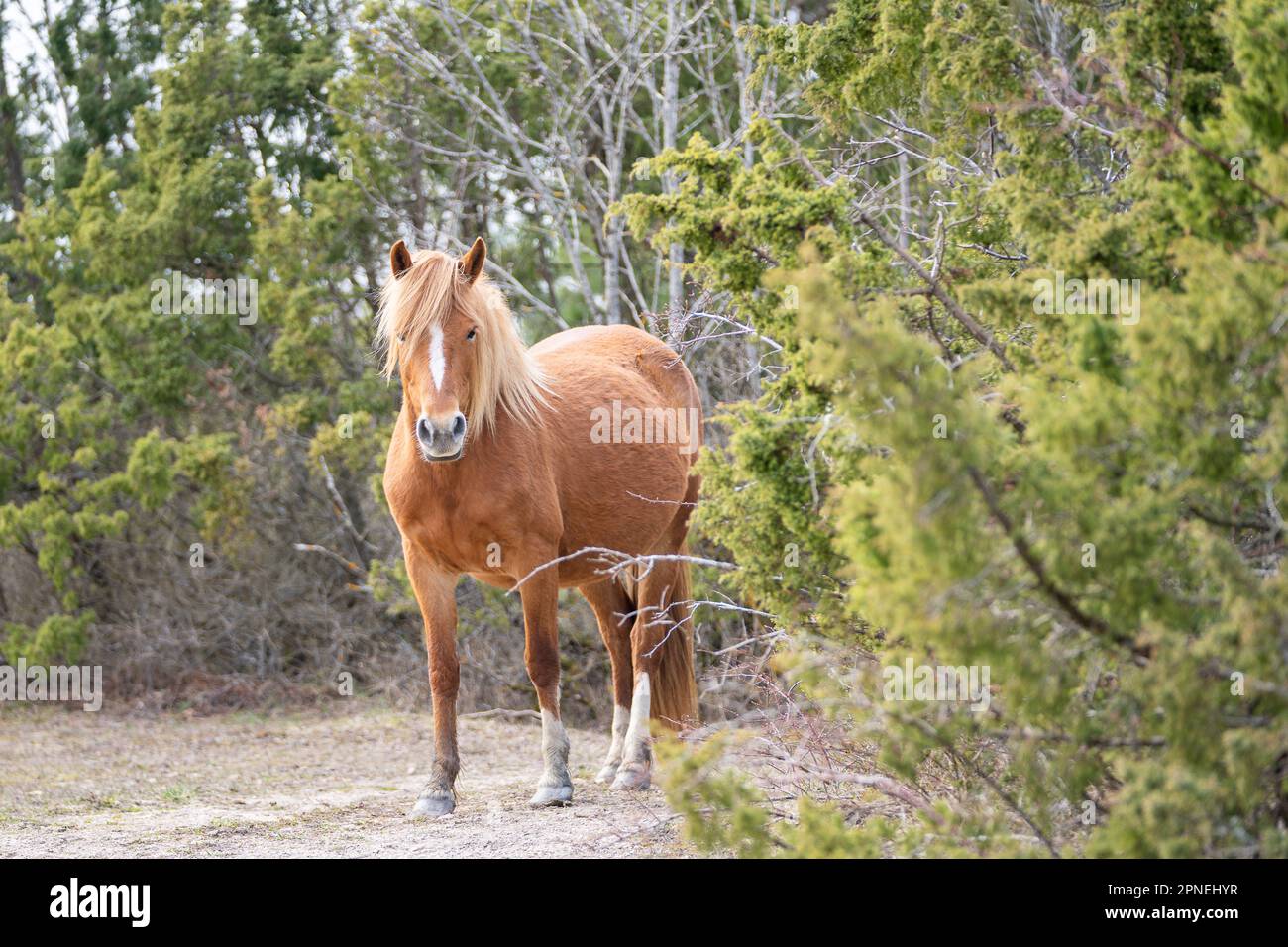 Estonian native horse (Estonian Klepper) walking in the coastal meadow ...