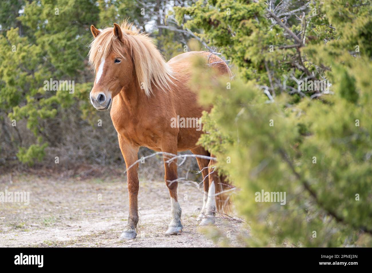 Estonian native horse (Estonian Klepper) walking in the coastal meadow ...