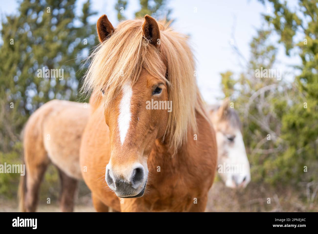 Estonian native horse (Estonian Klepper) walking in the coastal meadow ...