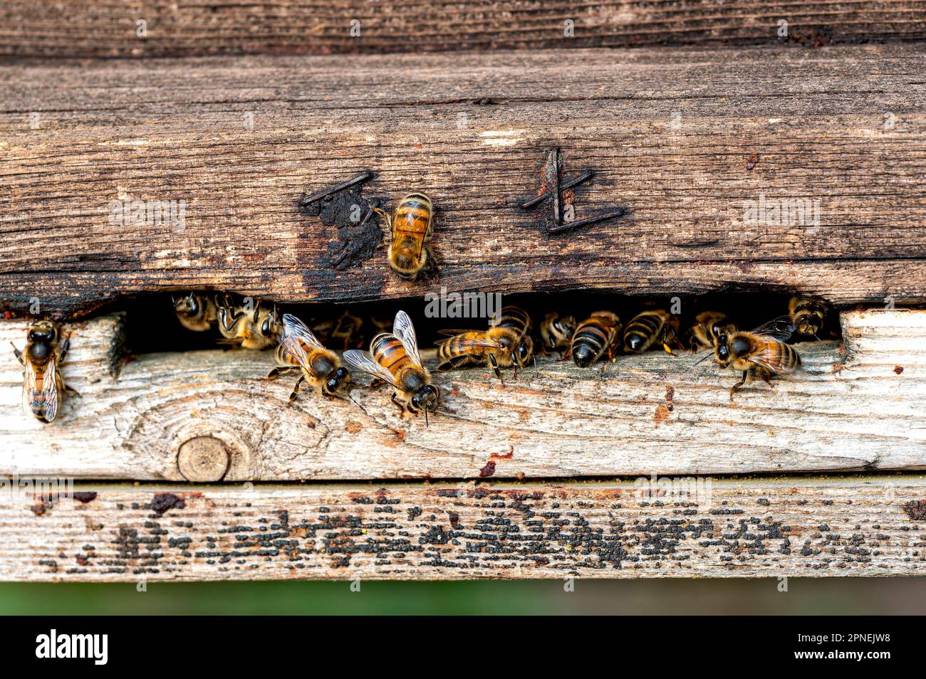 Group of european honeybees huddled together around the hive entrance ...