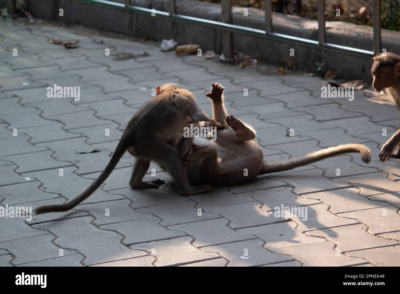 monkey at Bannerghatta national park Bangalore playing in the zoo ...