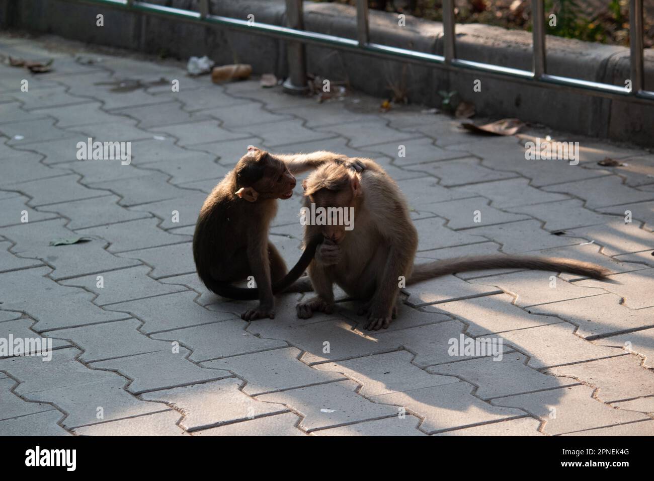 monkey at Bannerghatta national park Bangalore playing in the zoo ...