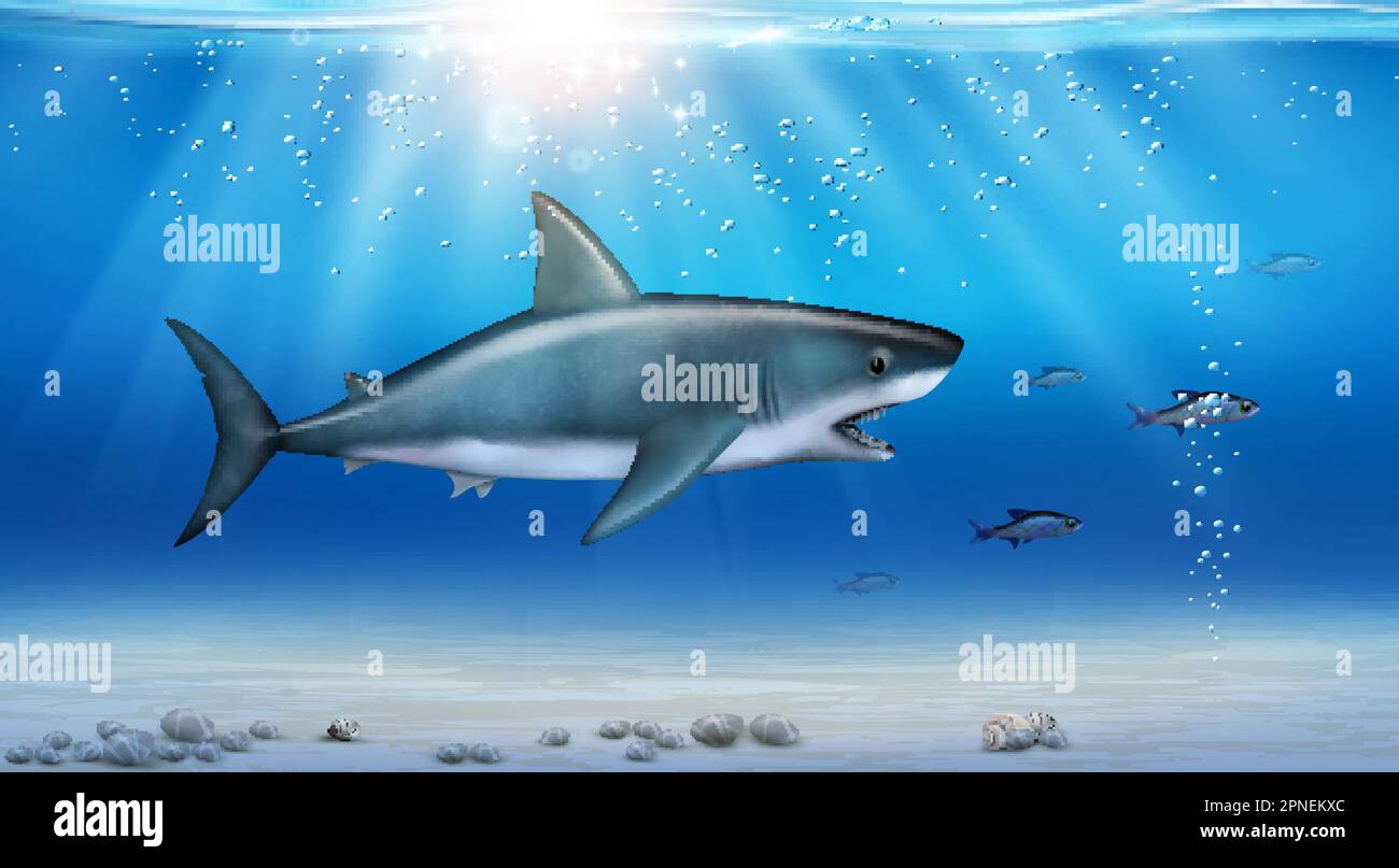 Realistic side view of hunting shark with open mouth under water vector ...