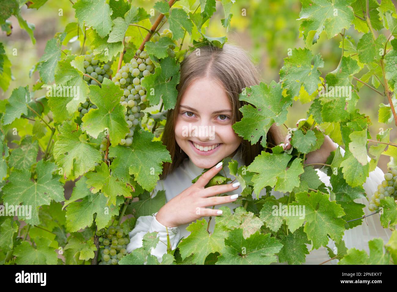 Smiling happy little kid girl eating ripe grapes on grapevine ...