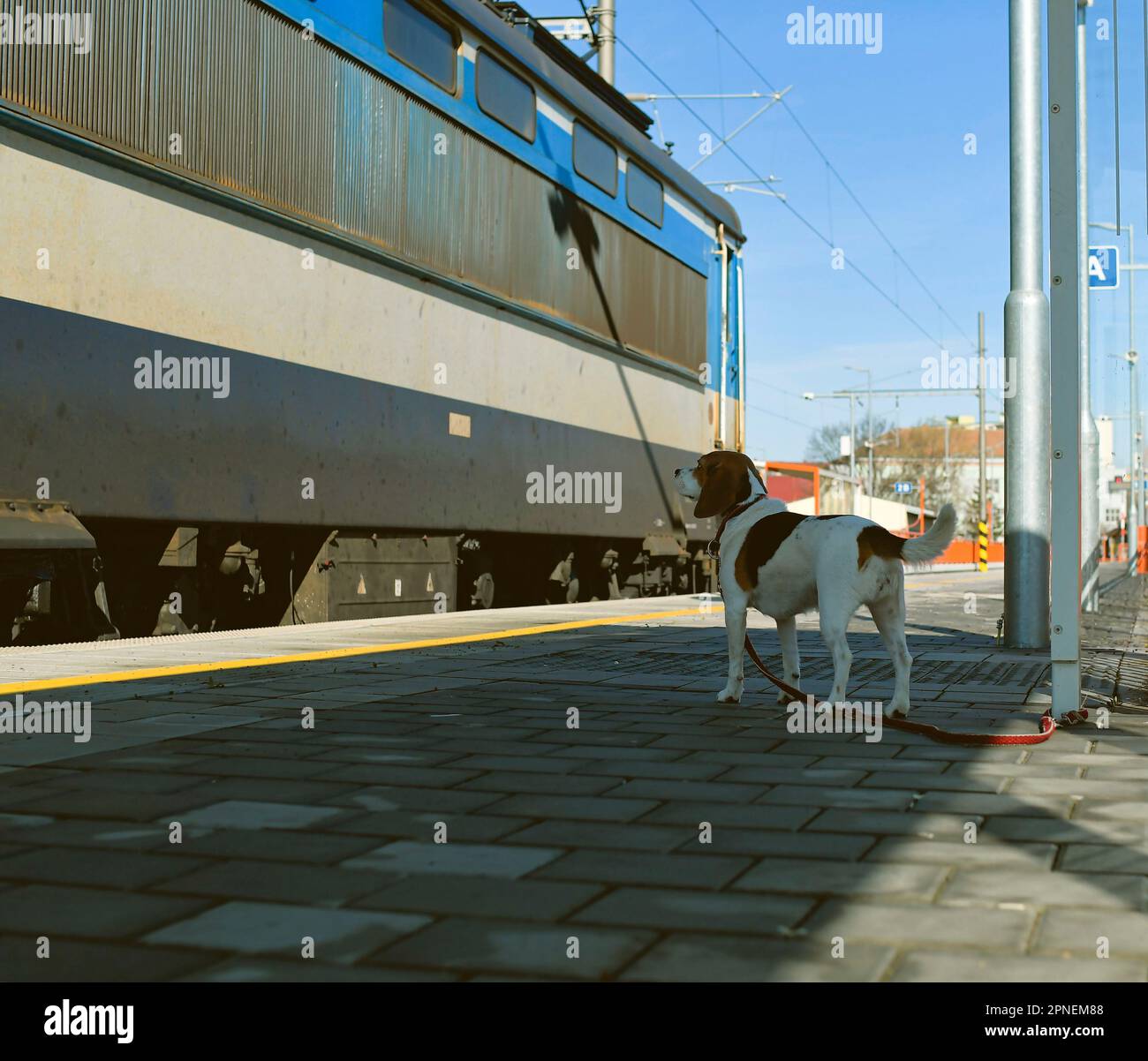 A dog waits for his owner at the train station. The concept of loyalty ...
