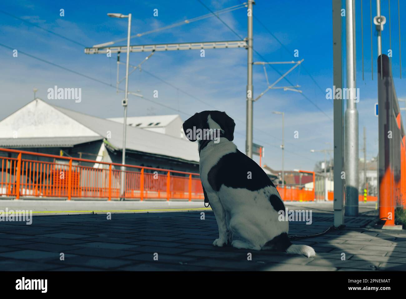 A dog waits for his owner at the train station. The concept of loyalty ...