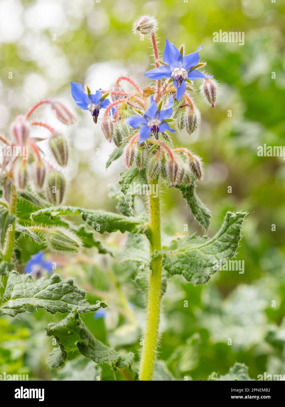 selective focus of Borage flowers (Borago officinalis) with blurred ...