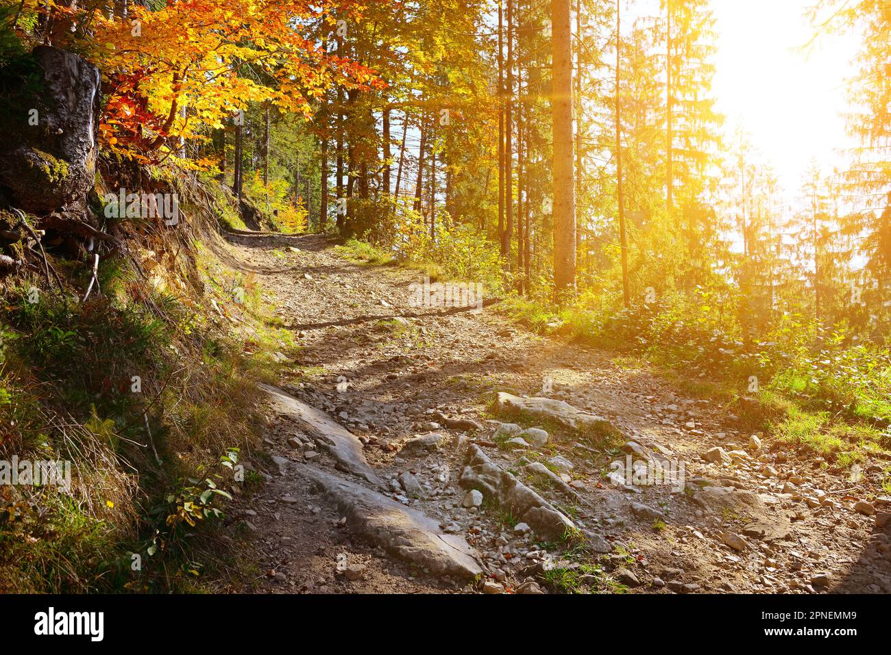 Rocky country mountain road lit by the sun. Autumn forest Stock Photo ...
