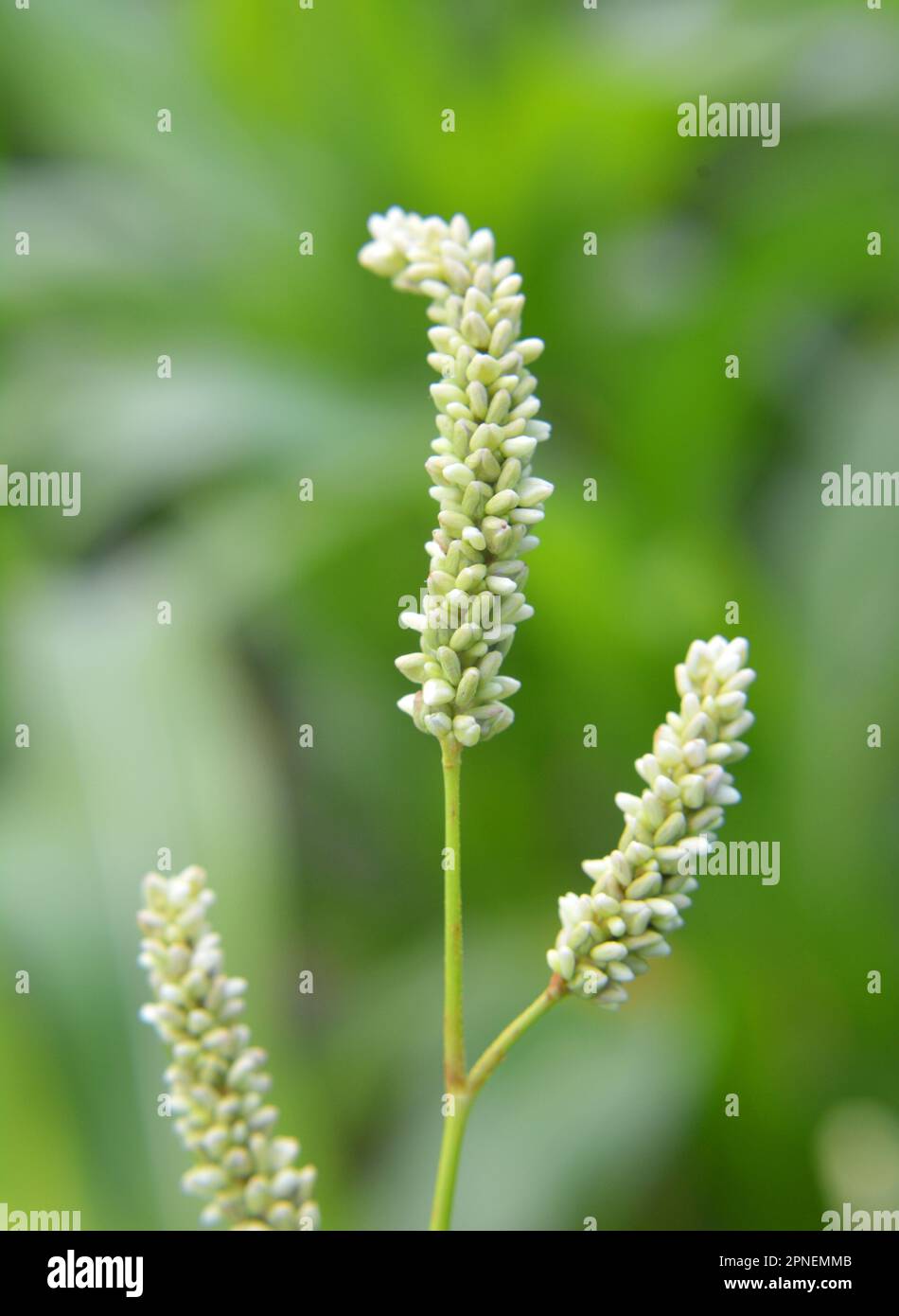 Weed Persicaria lapathifolia grows in a field among agricultural crops ...