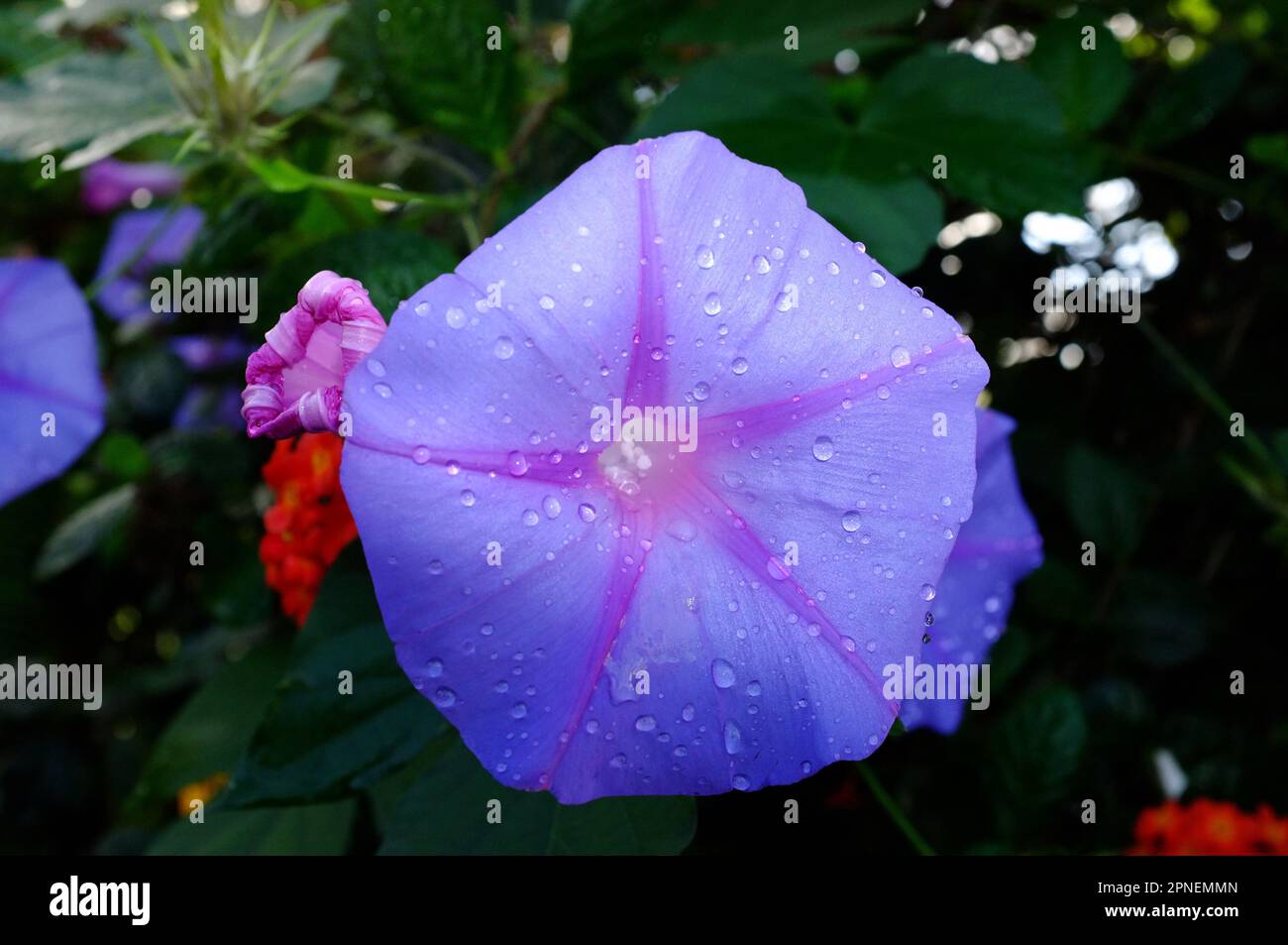 An Ipomoea flower, aka Morning Glory, from the plant family ...