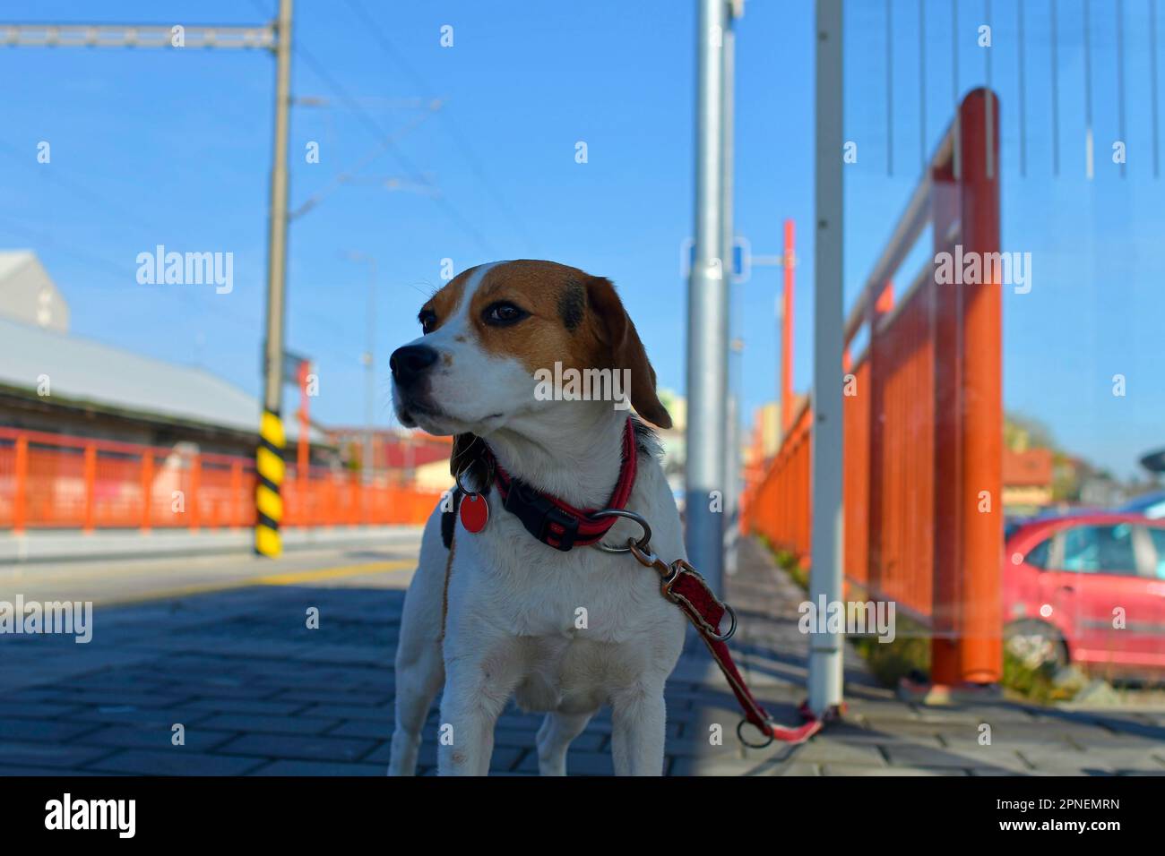 A dog waits for his owner at the train station. The concept of loyalty ...