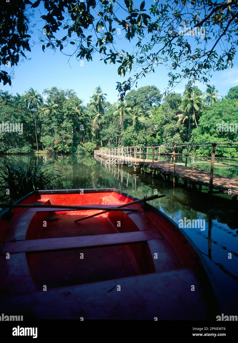 A spice plantation in Goa, India Stock Photo - Alamy