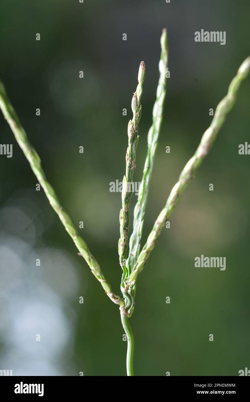 In the wild, Digitaria sanguinalis grows in the field like a weed Stock ...