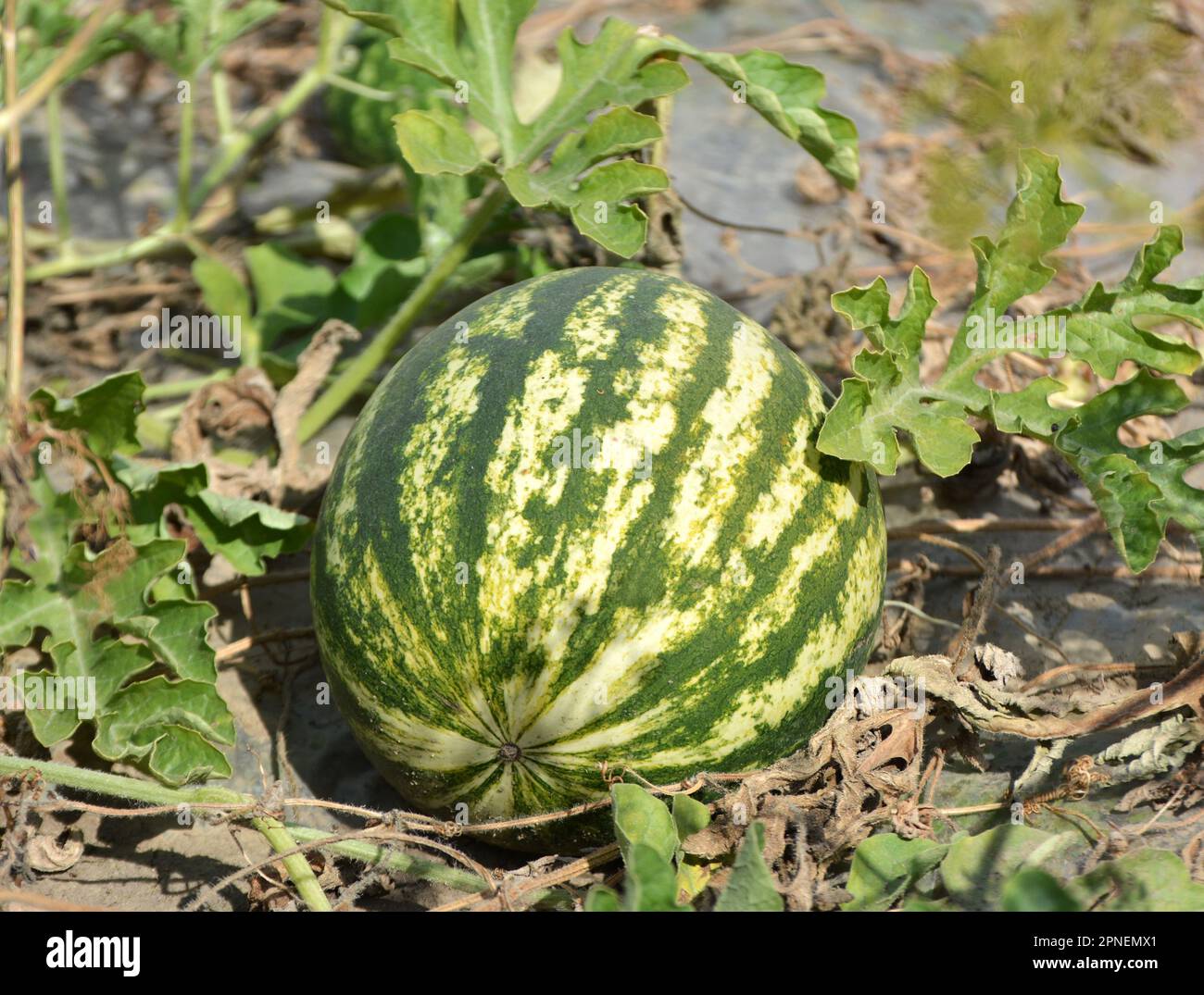 In the field, in the open ground watermelons ripen Stock Photo - Alamy