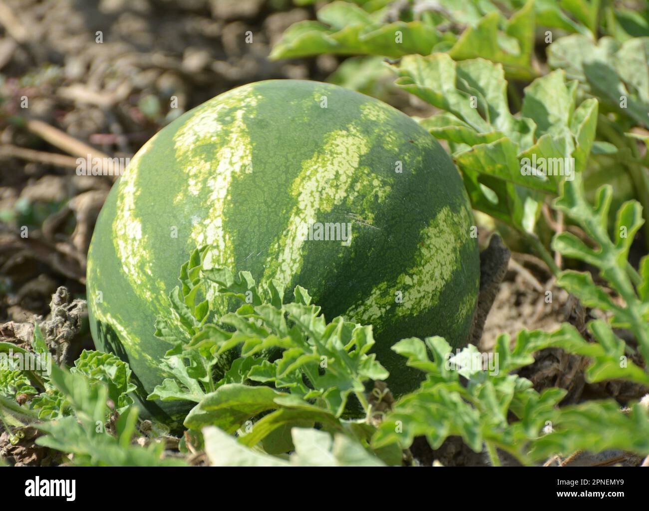 In the field, in the open ground watermelons ripen Stock Photo - Alamy