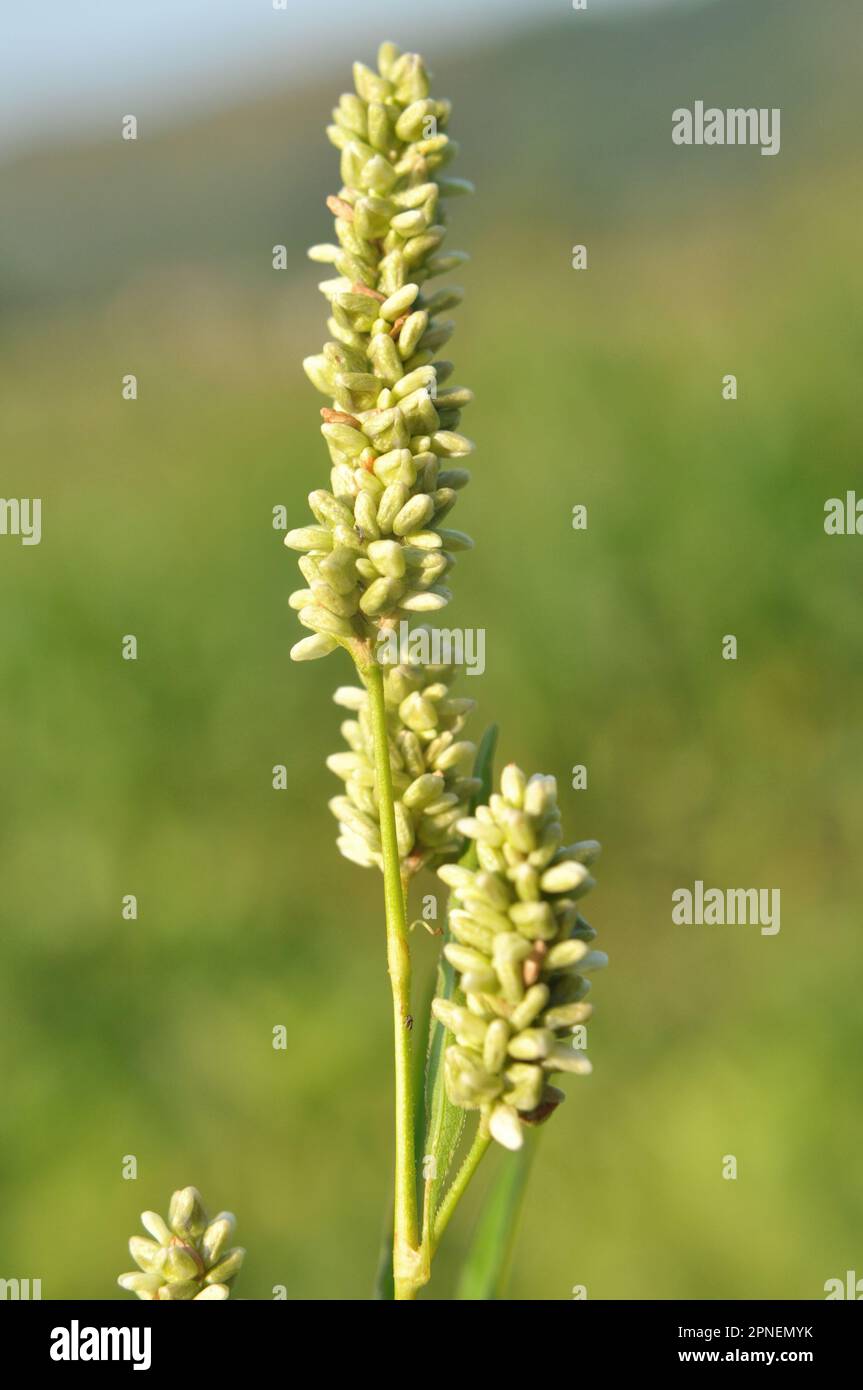 Weed Persicaria lapathifolia grows in a field among agricultural crops ...