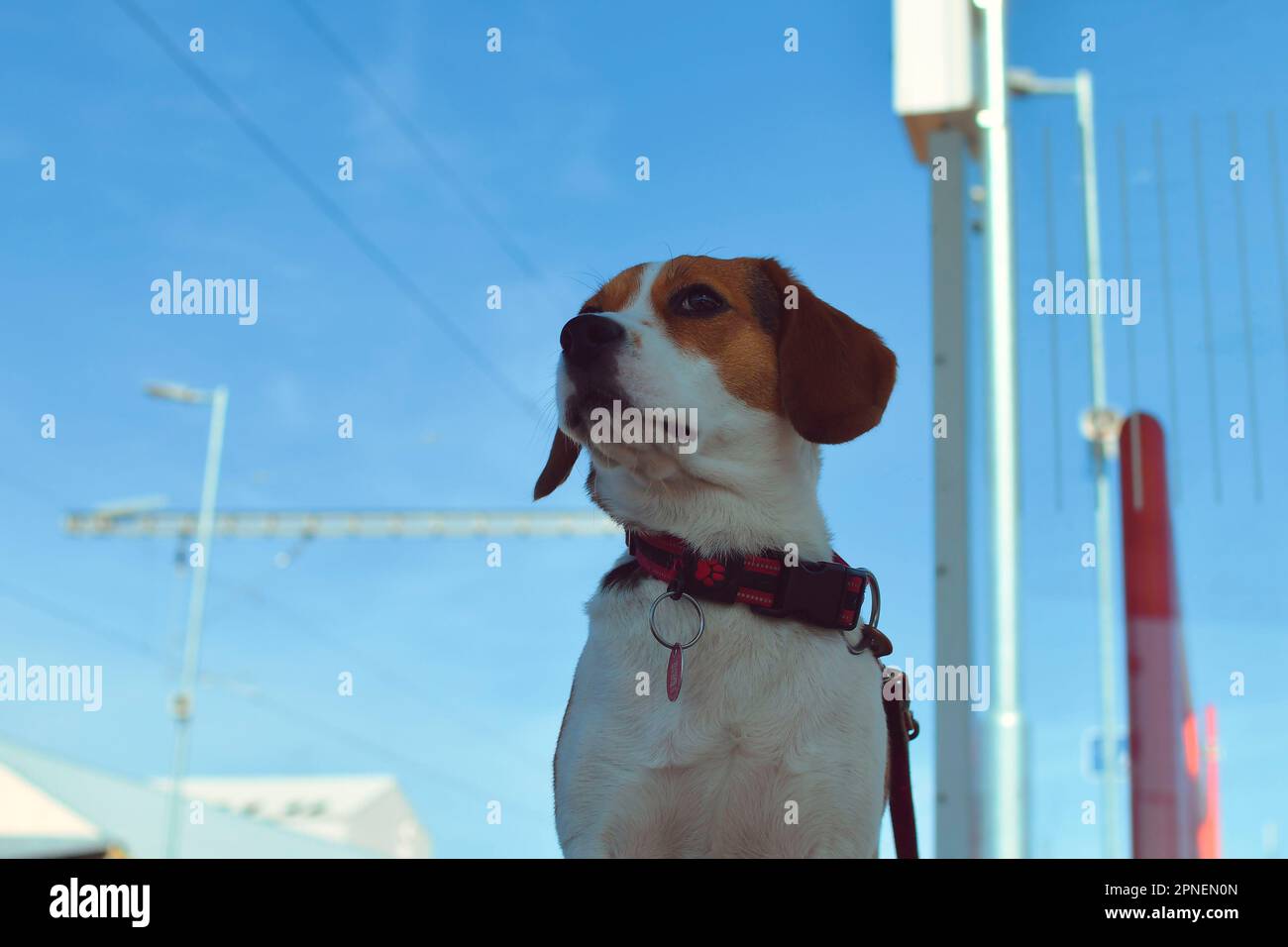 The beagle dog waits sadly at the station. The concept of loyalty ...