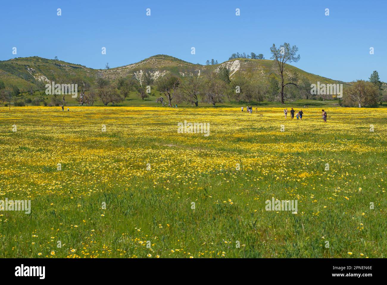 Carrizo Plain, California, USA - April 10, 2023. Wildflower super bloom ...