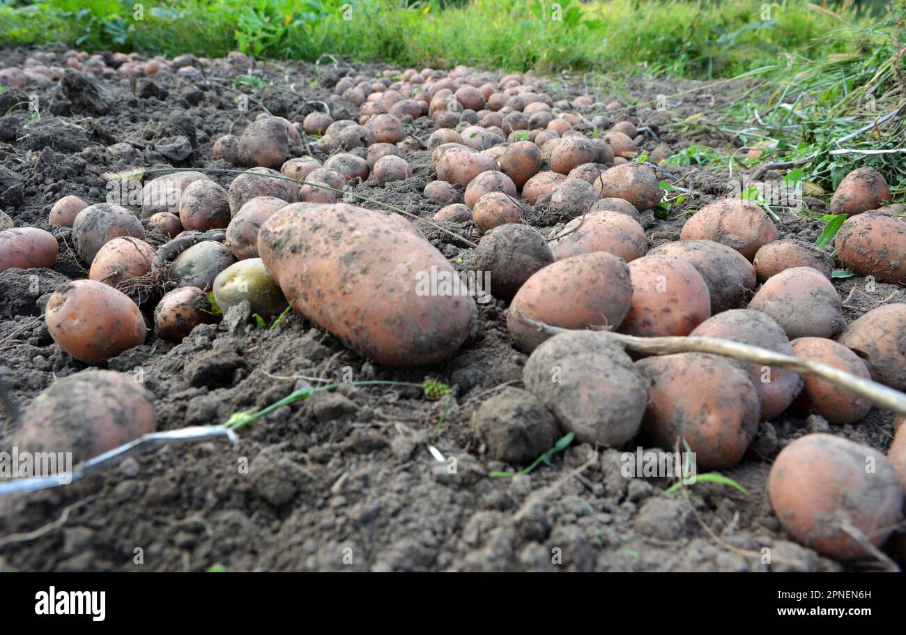 As soon as the potato crop, dug in the farm field, lies in a row Stock ...