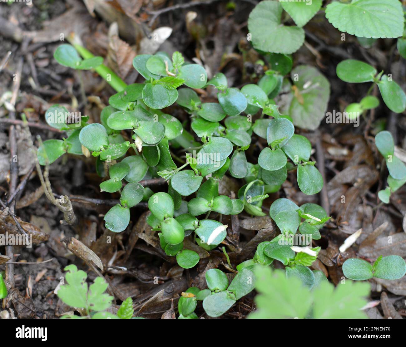 Hornbeam (Carpinus betulus) tree sprouts germinated in the wild in the ...
