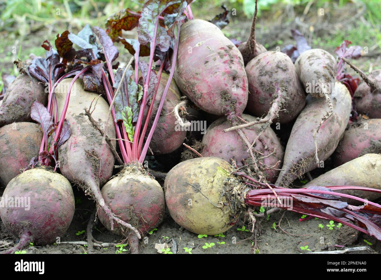 Harvest red beets hi-res stock photography and images - Alamy