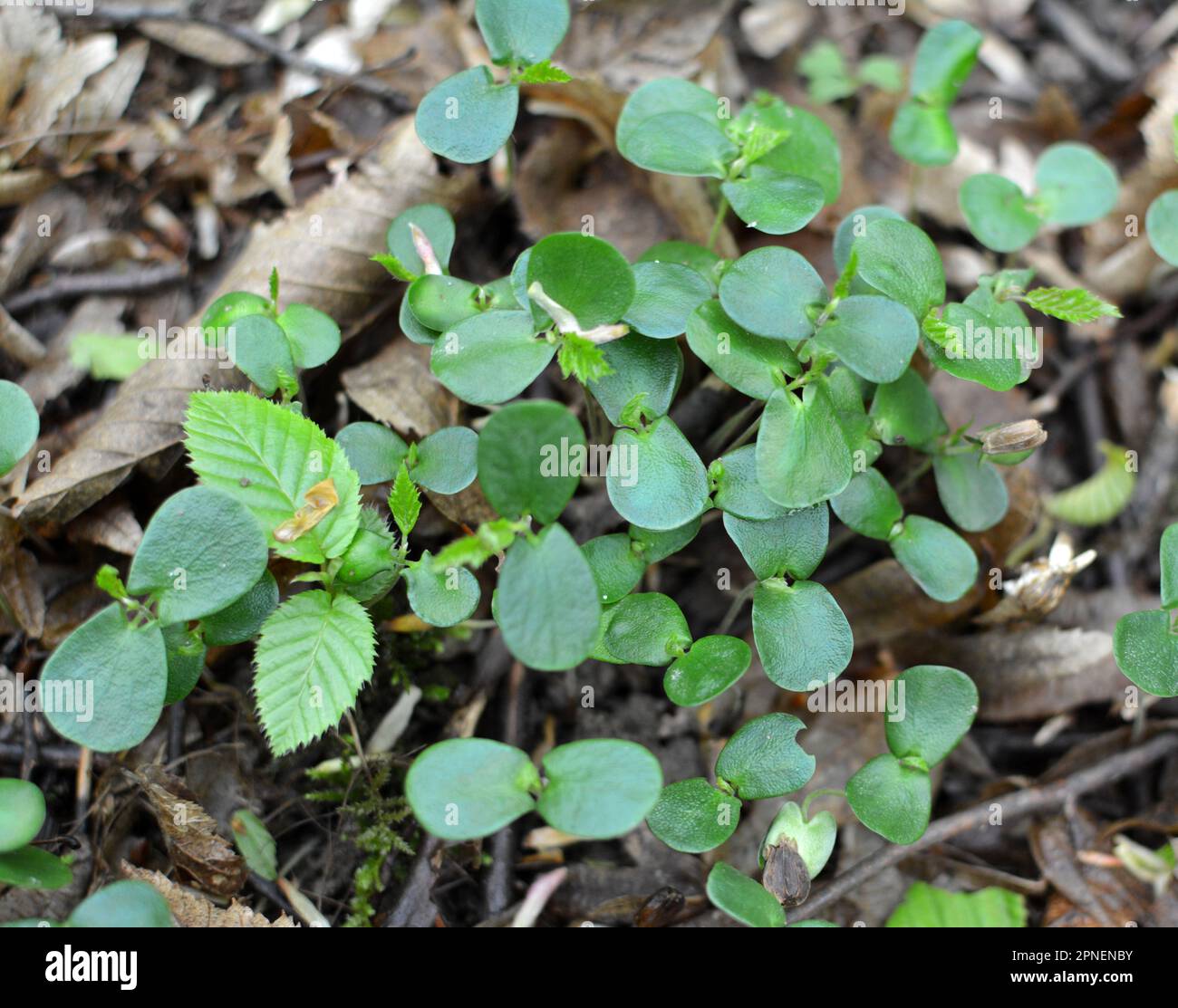 Hornbeam (Carpinus betulus) tree sprouts germinated in the wild in the ...