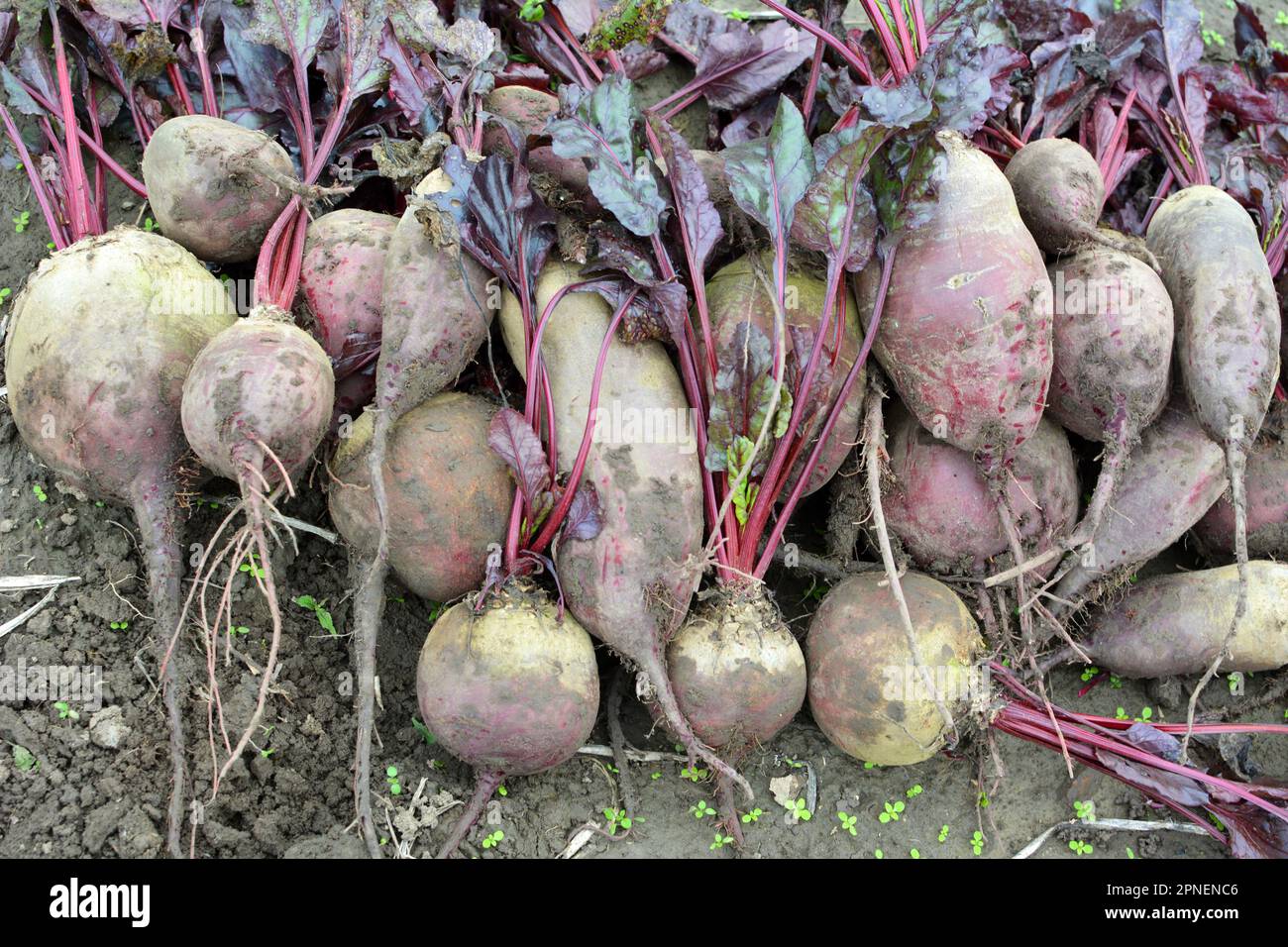 In a pile on the field lies the harvest of red table beets Stock Photo ...