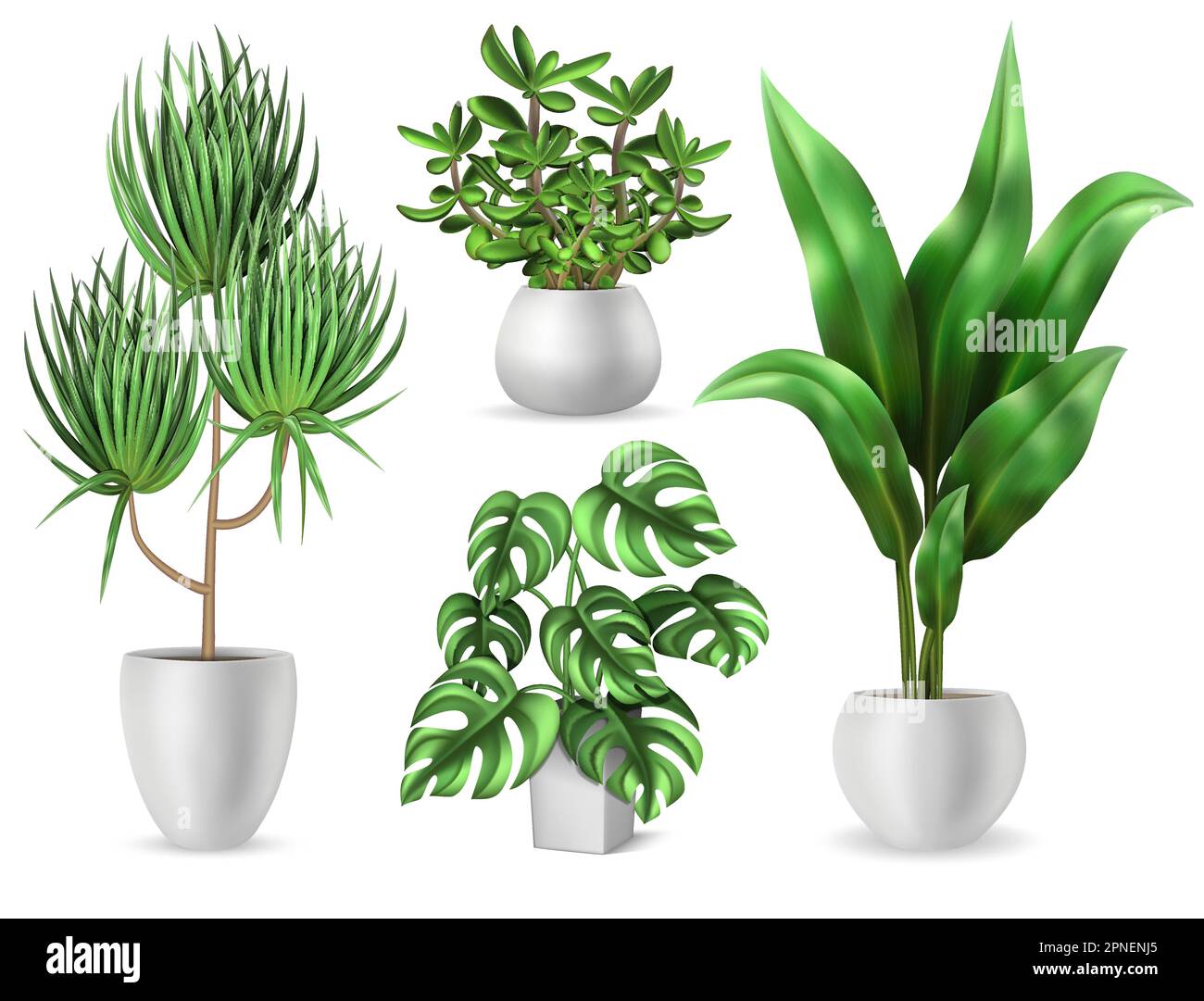 Houseplants set with green leaves realistic isolated vector ...