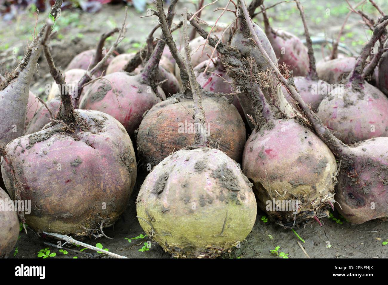 In a pile on the field lies the harvest of red table beets Stock Photo ...