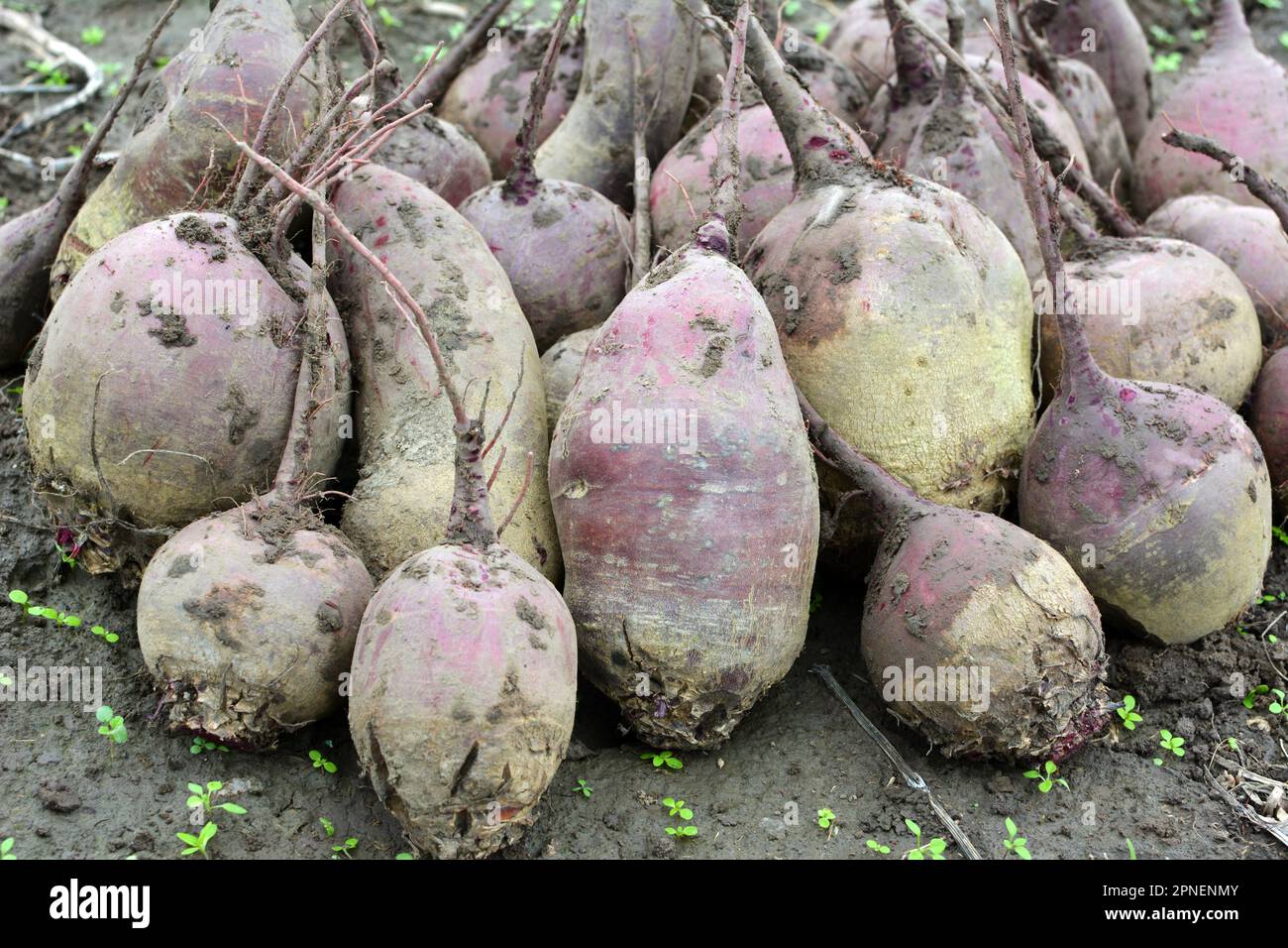 Edible red root vegetable hi-res stock photography and images - Alamy