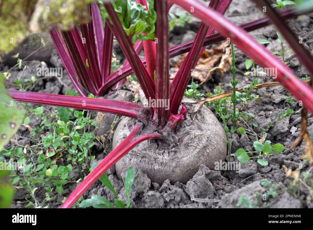 The red beet grows in open organic soil Stock Photo - Alamy