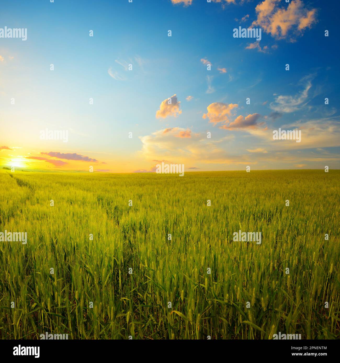 Epic of wheat hi-res stock photography and images - Alamy