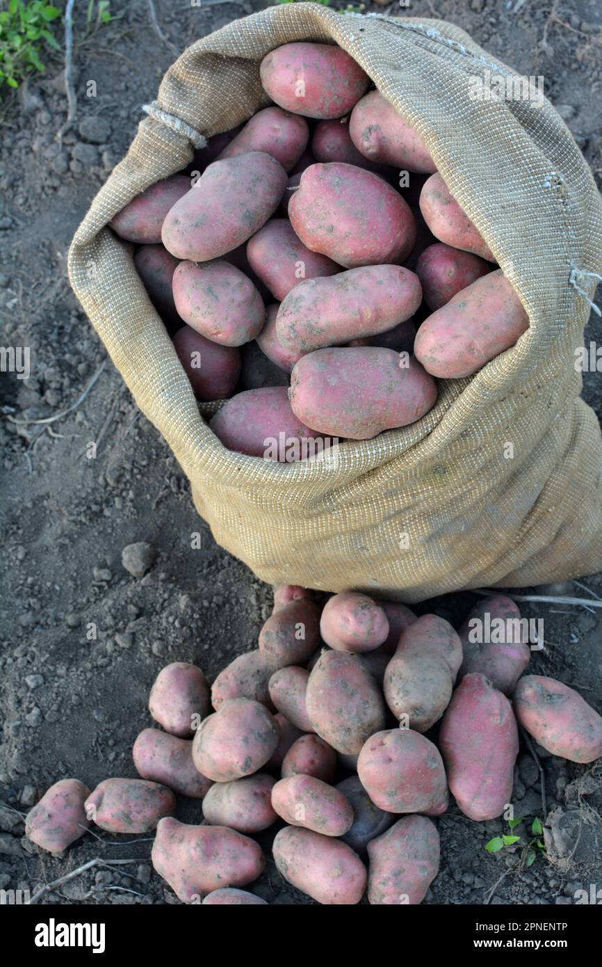 Sack of potatoes in rural field hi-res stock photography and images - Alamy