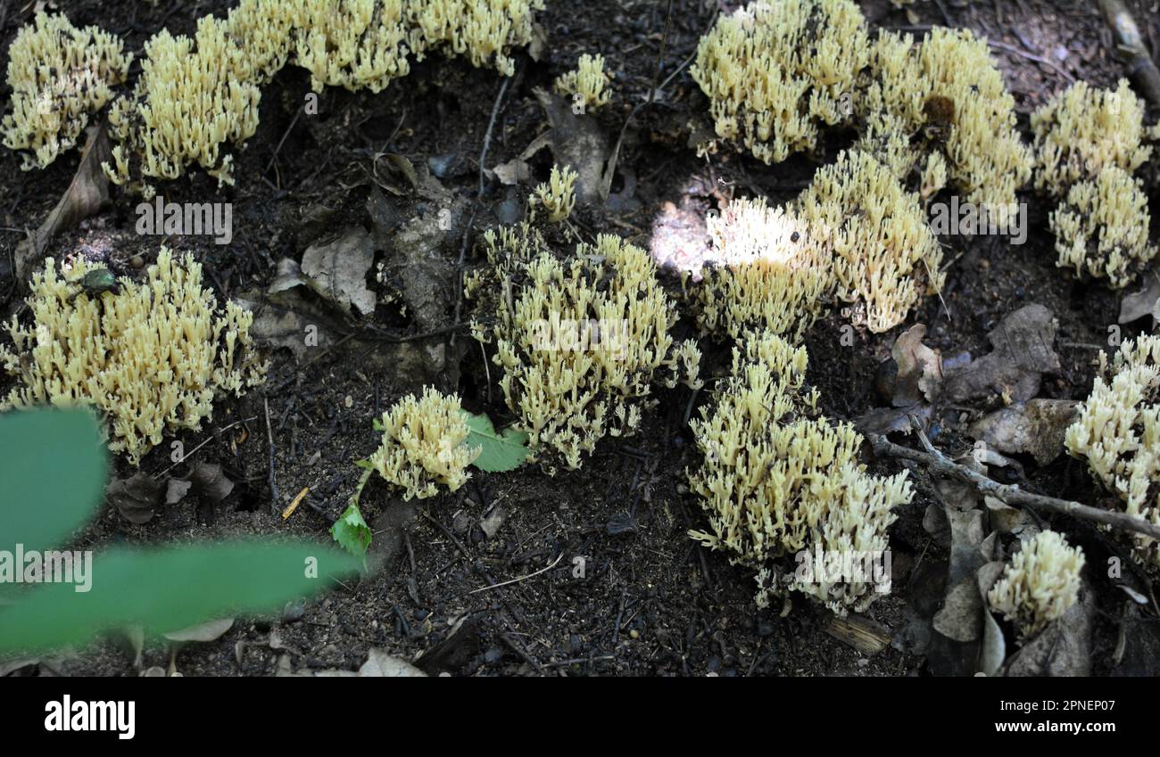 Conditionally edible coral fungus Artomyces pyxidatus grows in the wild ...