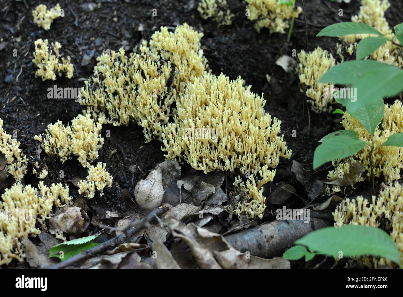 Conditionally edible coral fungus Artomyces pyxidatus grows in the wild ...