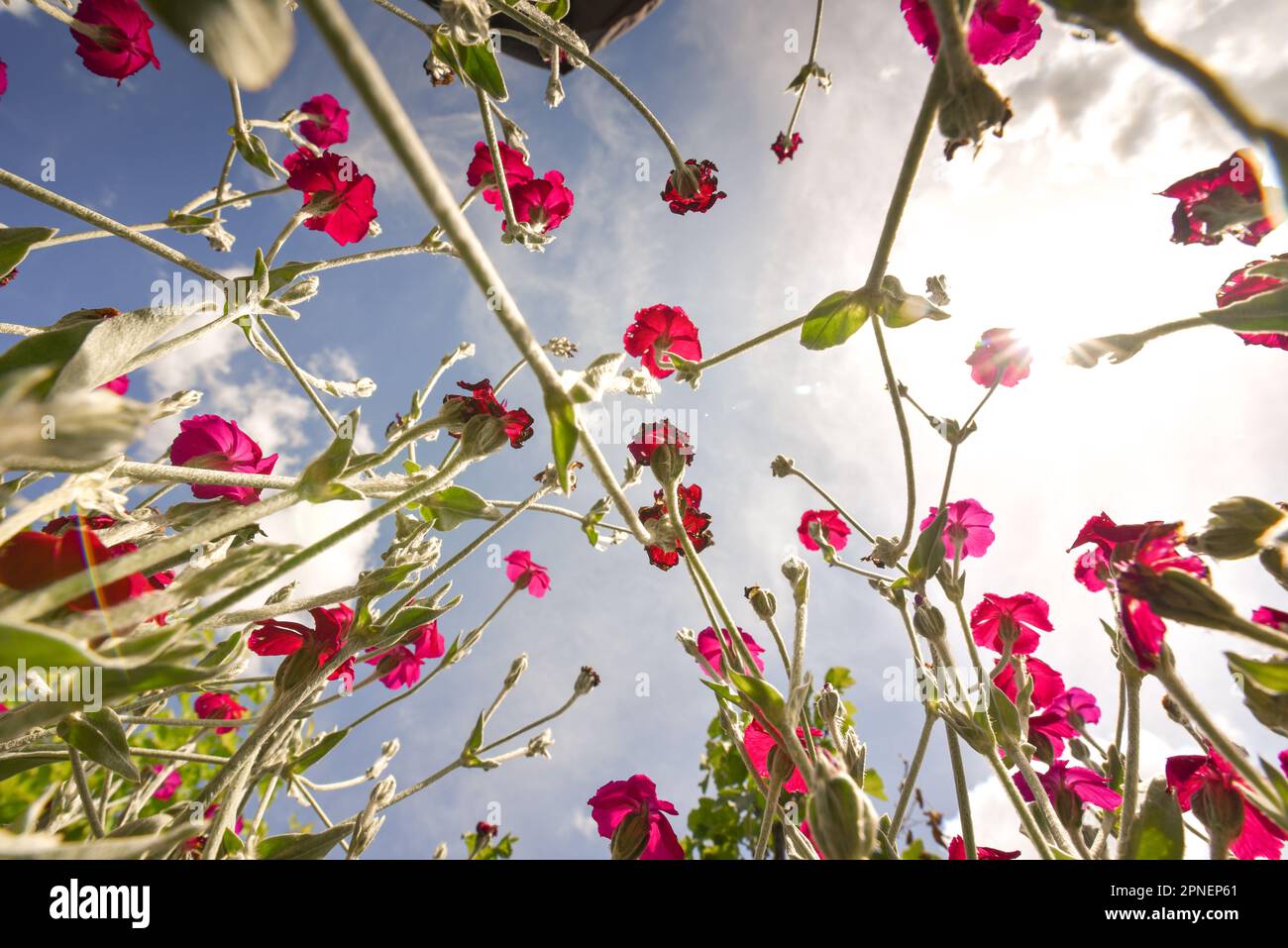 Big flowers viewed from a worms eye viewpoint looking upward towards ...