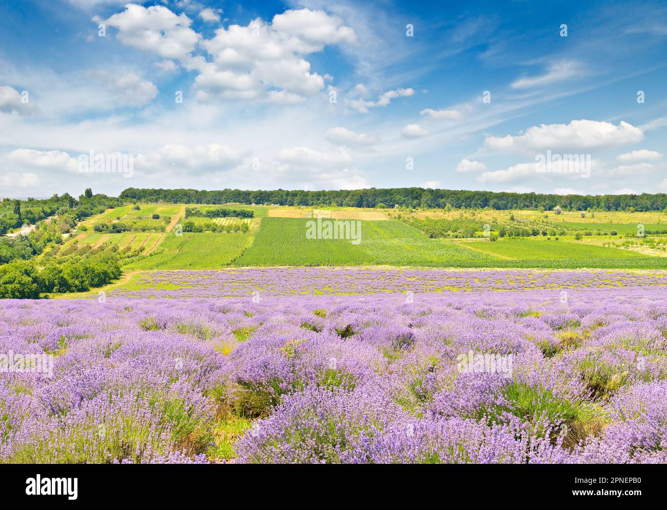 Summer lavender field and bright blue sky with white clouds Stock Photo ...