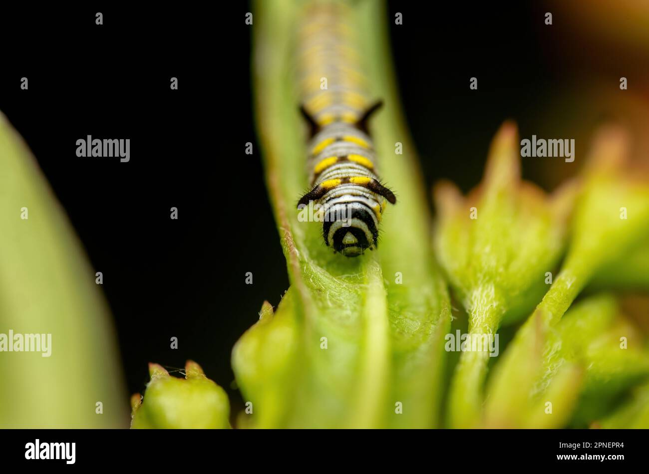 Plain tiger butterfly larvae on the milkweed plant which is a host ...